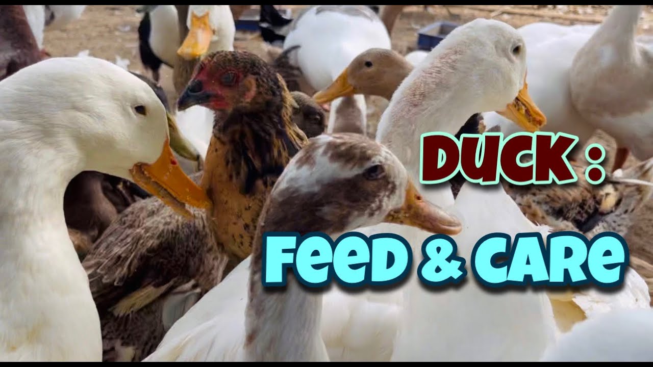 Duck Feed & Care Day 90| Local Duck Farm | Organic Duck Farm | Village ...
