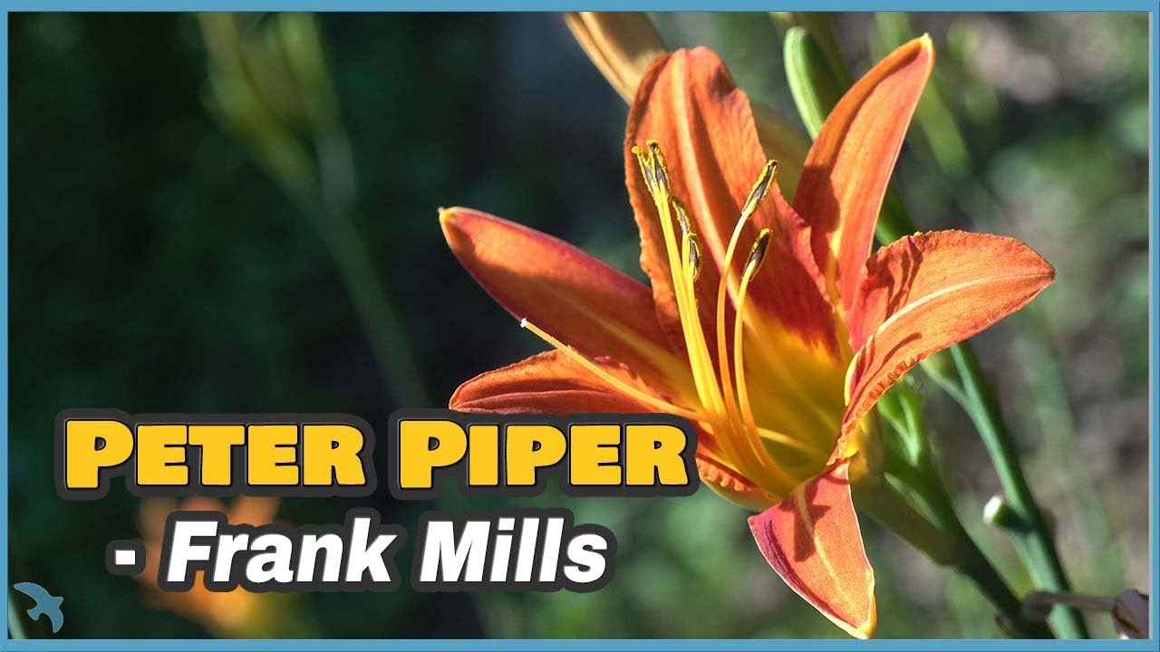 [4K] Frank Mills - Peter Piper 1979 - YouTube