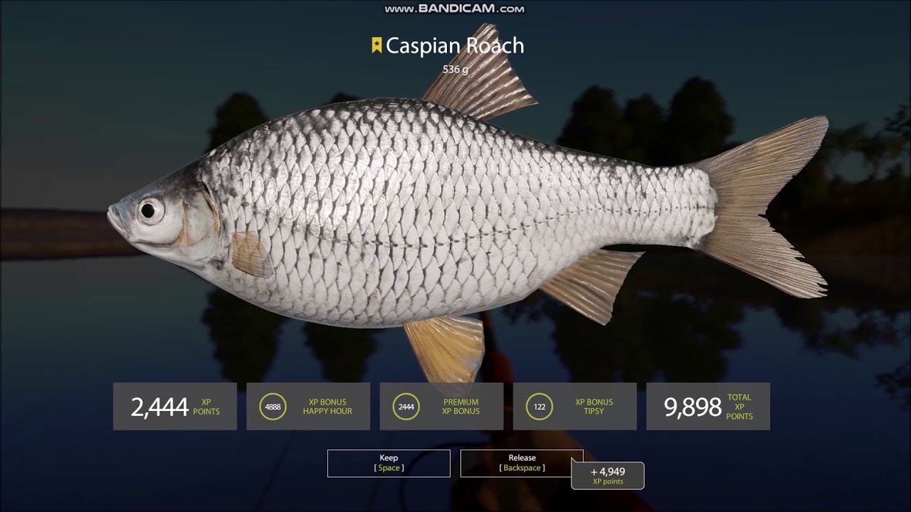 Russian Fishing 4 l Akhtuba River l Trophy Caspian Roach 0.536 kg - YouTube