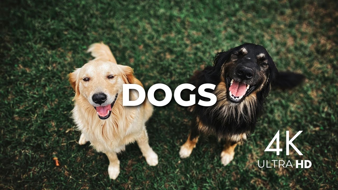 Cute 4k Dogs | Soothing Music and Mood Booster Video | Interesting 4k ...