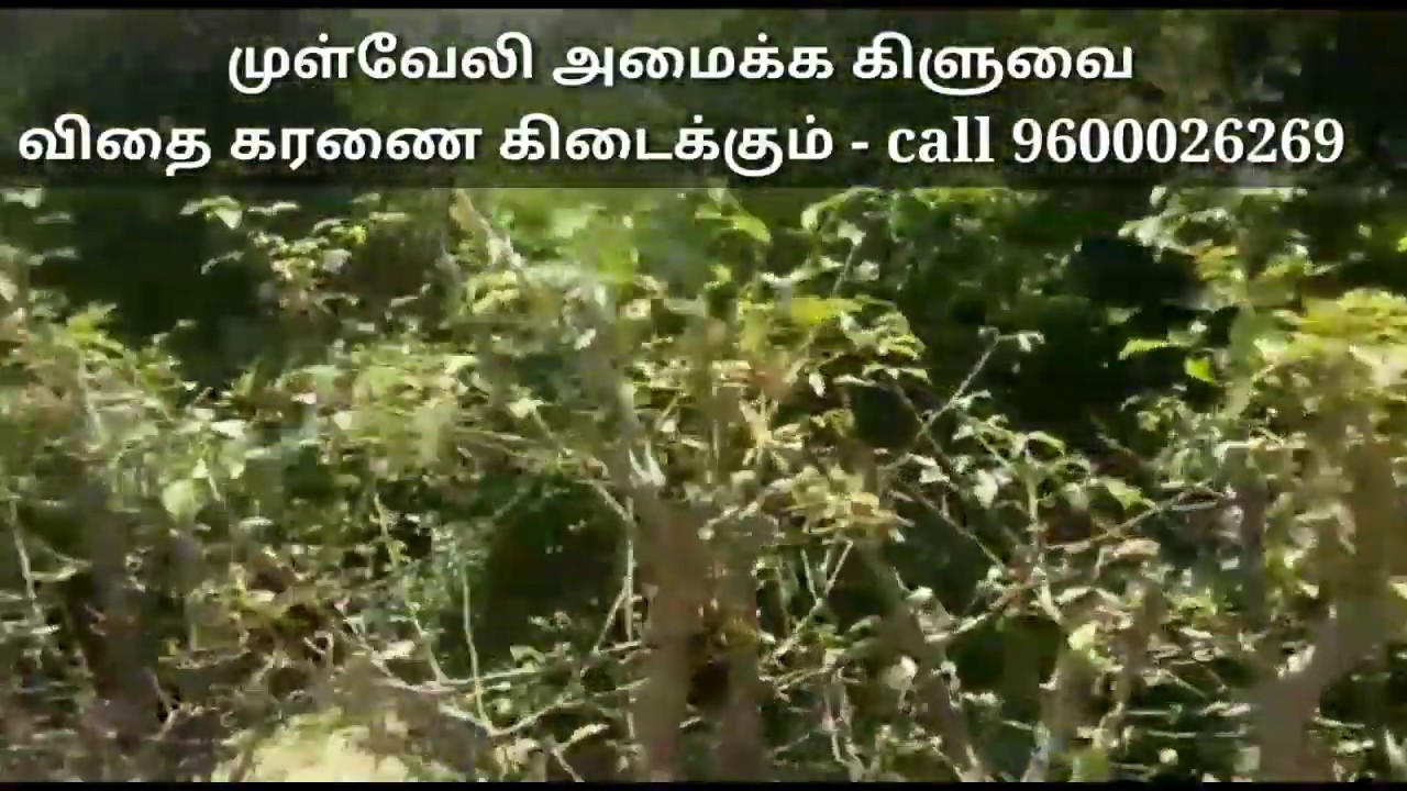கிளுவை முள்வேலி | உயிர் வேலி | Live fencing | Kiluvai tree #kiluvai ...