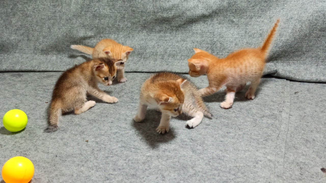 SO CUTE: Kittens Learning to Walk! - Adorable Playful kittens - YouTube