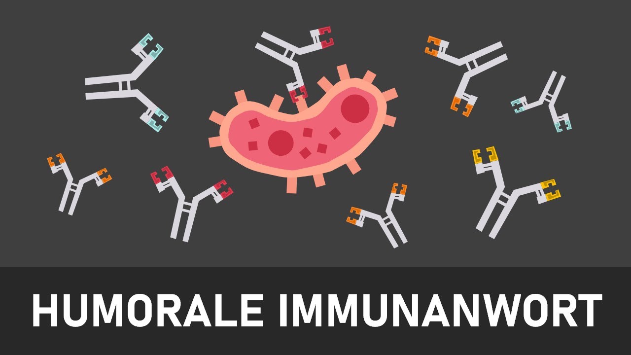 Humorale Immunantwort | Spezifische Immunabwehr 2 | Immunabwehr einfach ...