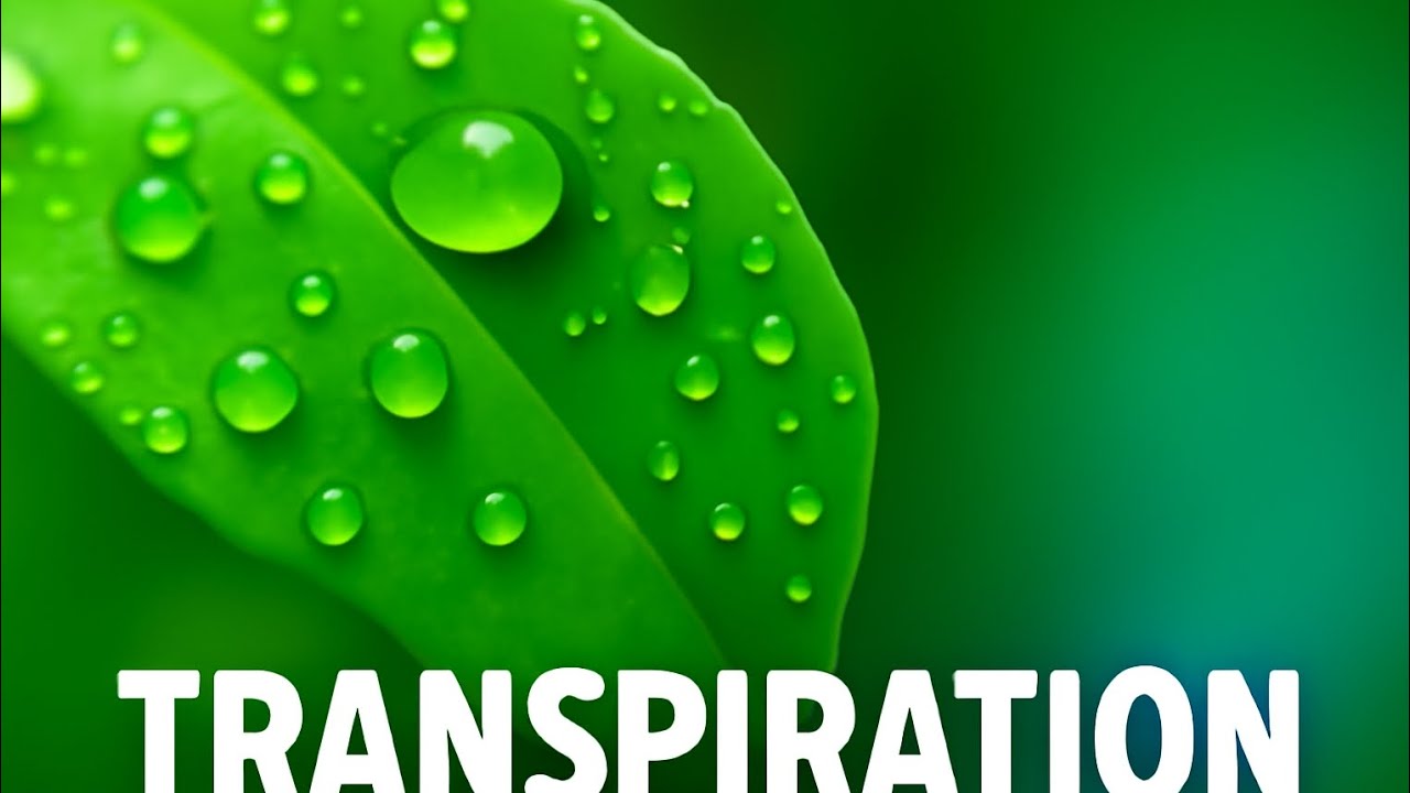 Transpiration Made Simple | Science in 2 Minutes - YouTube