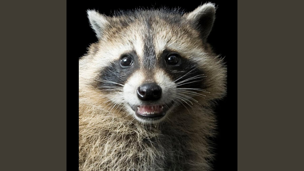 Raccoon - YouTube