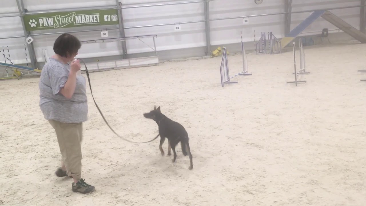 Perimeter sweep and off leash cues - YouTube