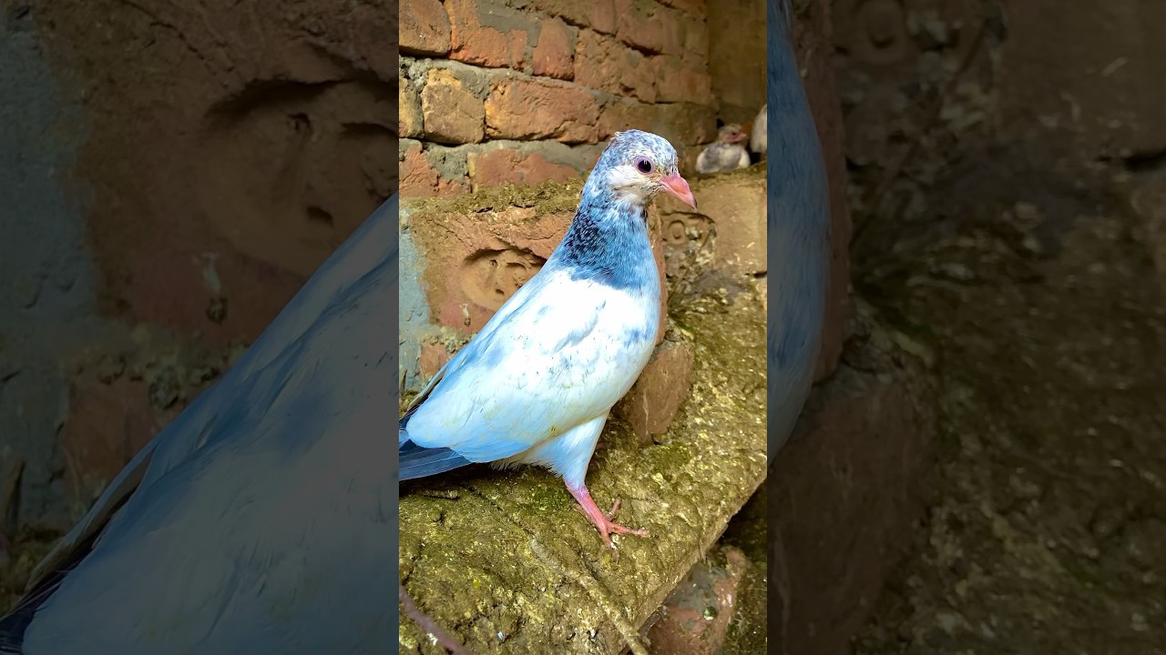 punjabi kabutar for sale #pigeon #bird #kabootar #birdspecies #kabutar ...