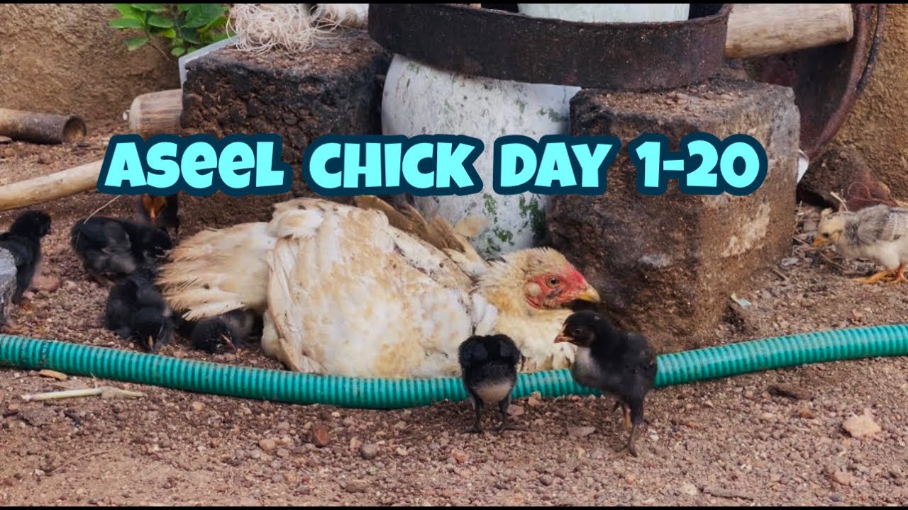 Aseel Chick Day 1 - Day 20 | Natural Care of Aseel Chick| Village Farm ...