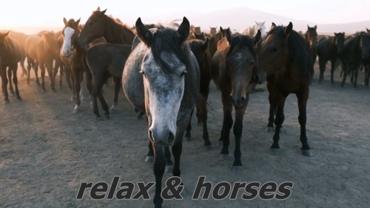 Horses and relaxing music - will definitely calm, comfort, restore ...