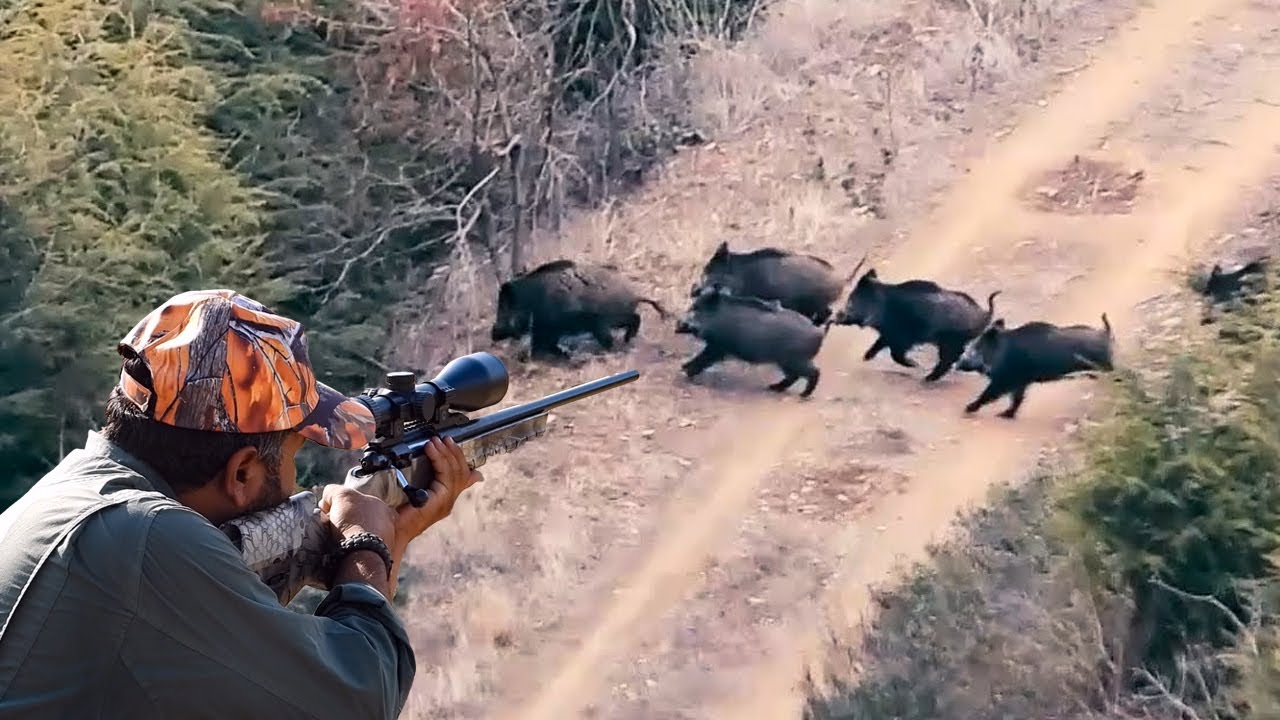 LONG RANGE WILD BOAR HUNTING - UZUN MESAFE DOMUZ VURUŞLARI - CHASSE AU ...