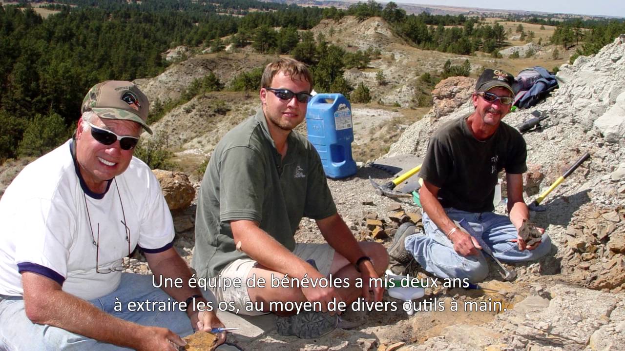 Une nouvelle espèce de dinosaure à cornes : Judith - Musée canadien de ...