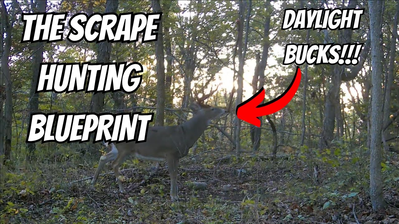 3 Scrape Setups Every Whitetail Hunter Should Know - YouTube