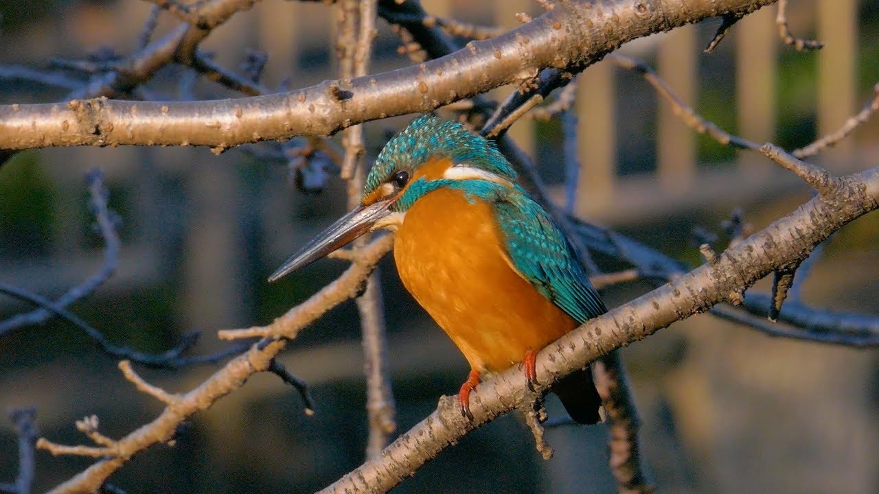 2020 恩田川のカワセミ(4K) Kingfishers At Onda River In Machida-shi(UHD) - YouTube