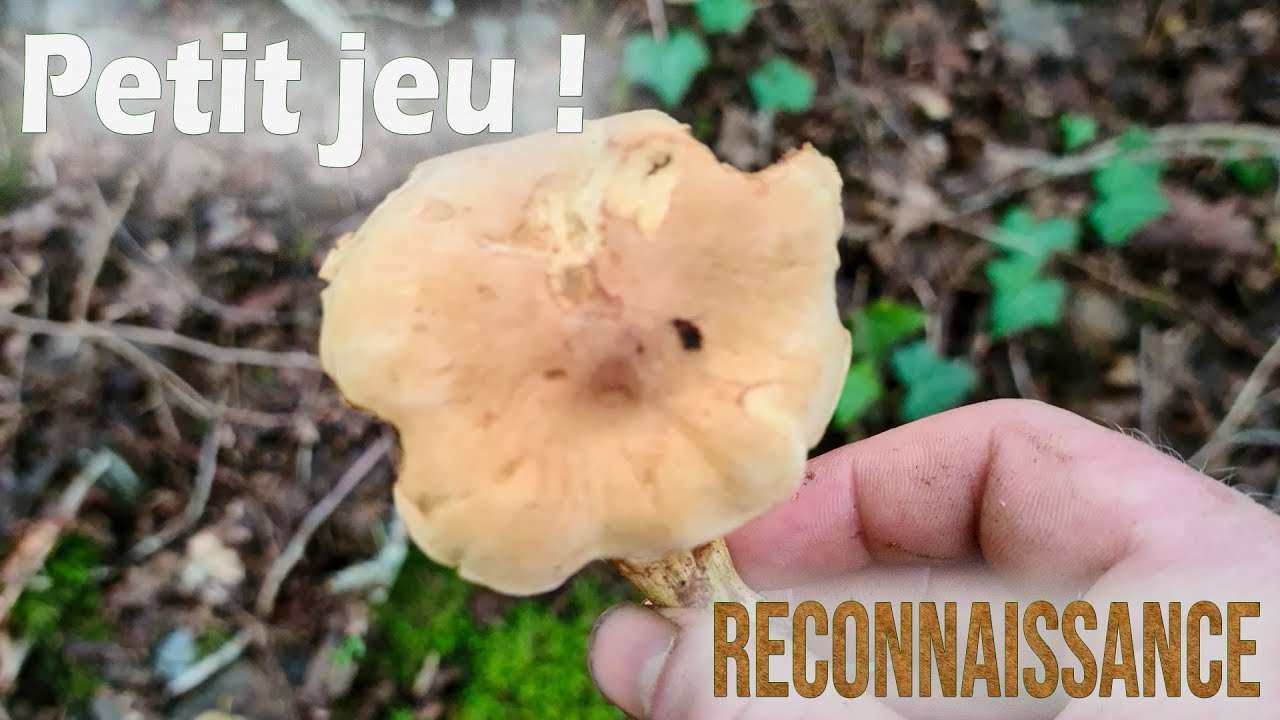 Reconnaissance des champignons, un petit jeu sympa ! [+ mon avis sur ...