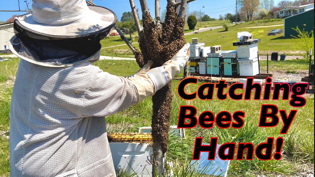 Catching a swarm by hand - YouTube