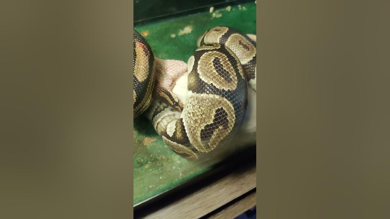 Ball Python eating large rat - YouTube
