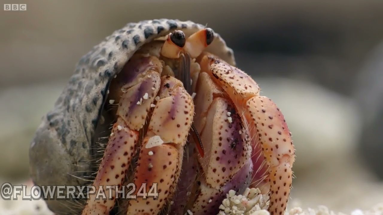 Spy Crabs Trade Shells in the Strangest Way | BBC Earth - YouTube