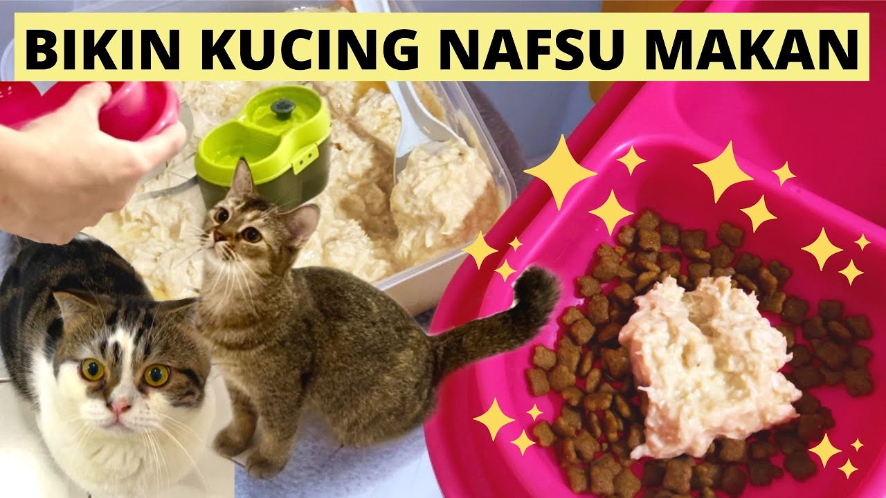 CARA MEMBUAT MAKANAN KUCING (RAW FOOD AYAM) DIRUMAH !! KUCING AUTO ...