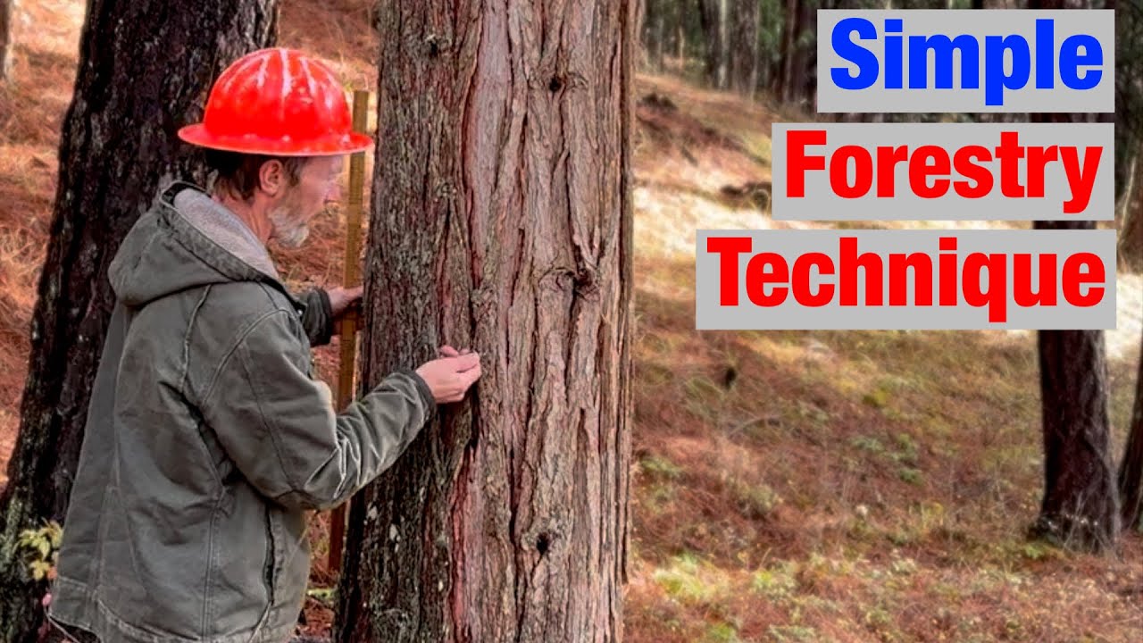 How Pro's Measure a Standing Tree's Diameter - YouTube