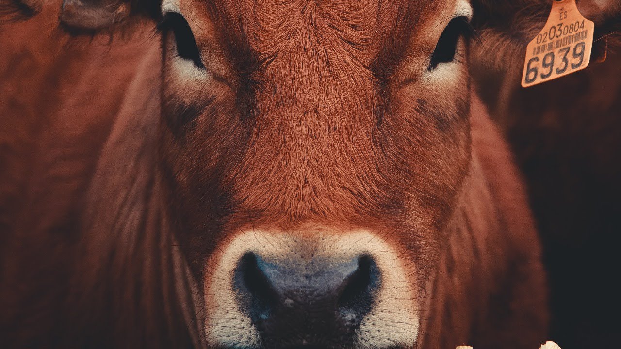 ¿Siete vacas flacas? Génesis 41:17, 18 - Aventura a través de la Biblia ...