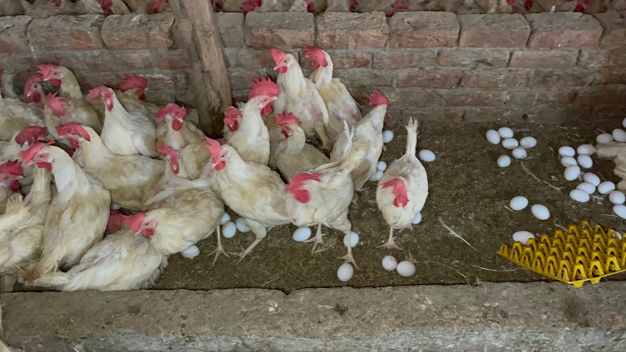 Hen Farming | Hen Farming Business | Hen Farm | Part 65 - YouTube