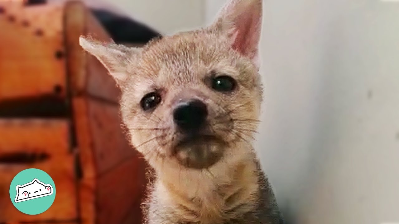 Wildlife Centre Nurses Jackal Back To Health | Cuddle Buddies - YouTube