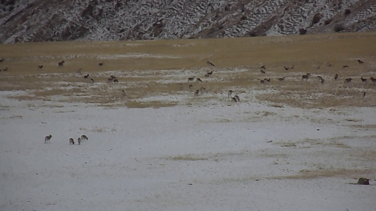 You can count our Sarychat-Eertash reserves Marco-Polo sheep here in ...