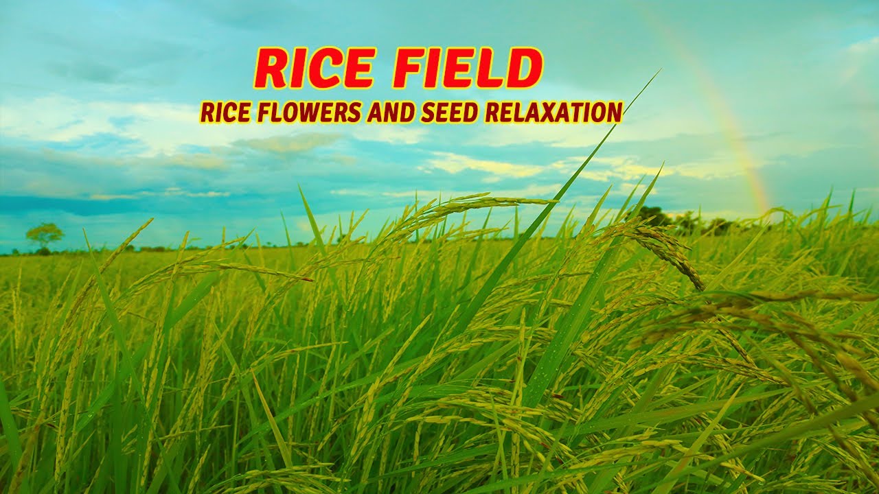 Rice Field Quotes Let's Act Like Rice: Creating Health And Happiness