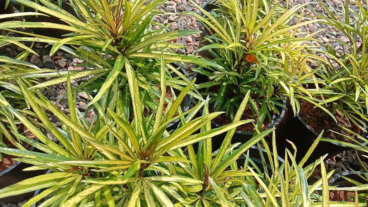 Osmoxylon lineare aureum, Yellow Long Leaved Arelia, Green Aralia ...