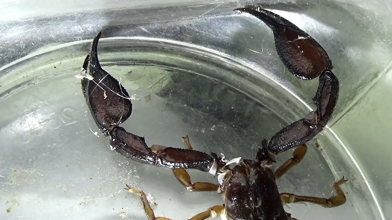 Mother Scorpion w/ babies - YouTube