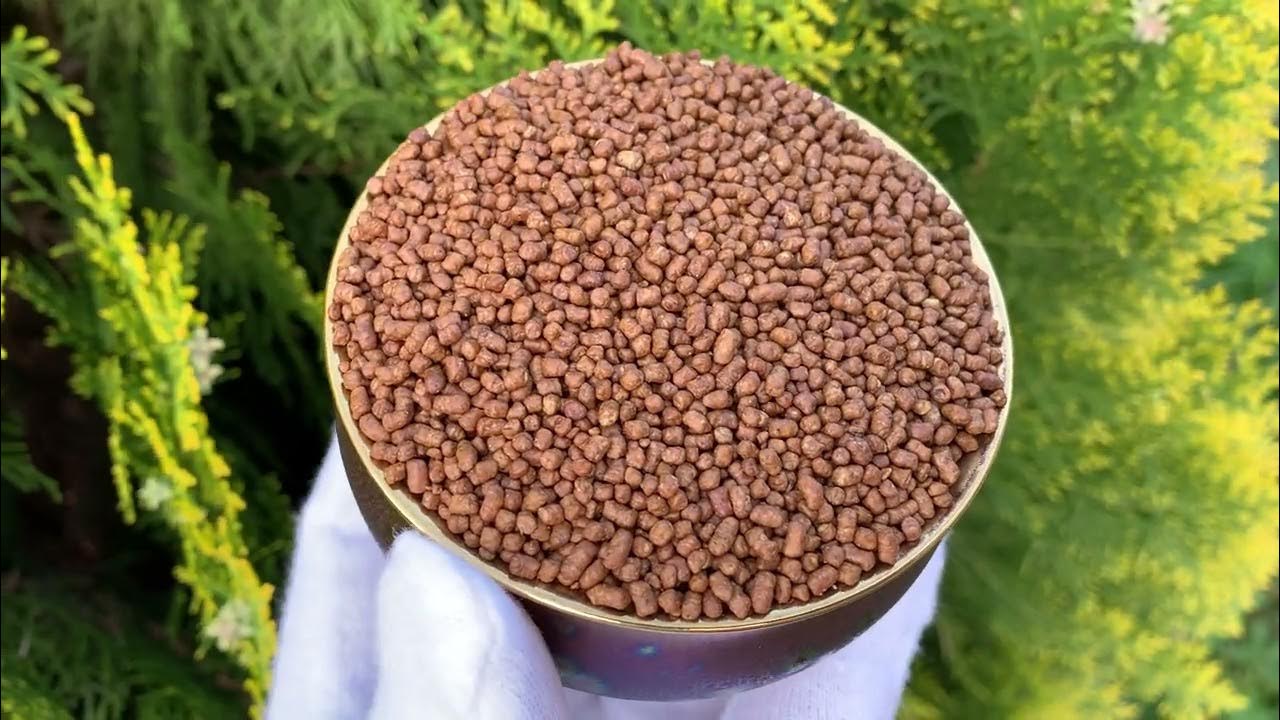 Гречишный чай для понижения давления Ку Цяо 100 г - YouTube