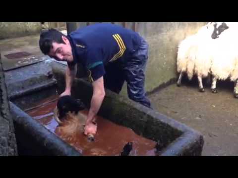 Traditional Sheep Dipping Part 2 - YouTube