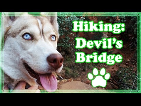 Siberian Husky: Hiking Devil’s Bridge in Sedona | Nenya’s Adventures 1.0 - YouTube