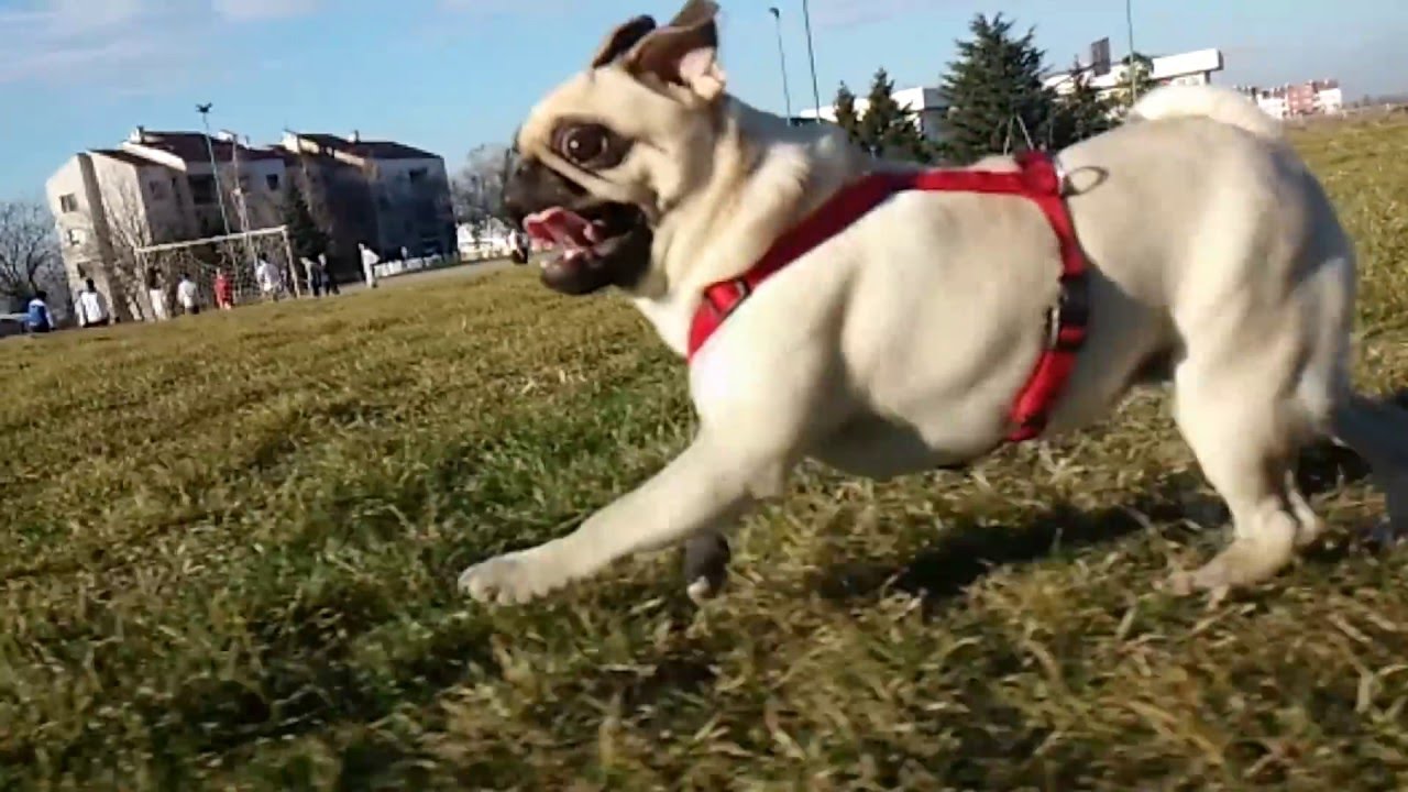 Running pug in slow motion - YouTube