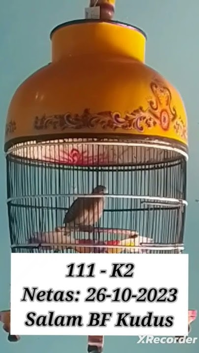 111 - K2 Salam BF Kudus #perkutut #bangkok - YouTube