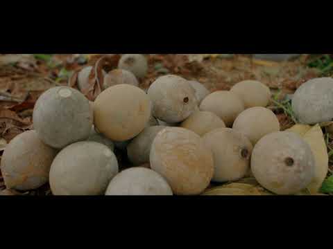 Ecoflora shares the steps for growing jagua - YouTube