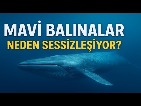 Mavi Balinalar Aslında Neden Sessizleşiyor? - Belgesel - Doğa - Deniz - Okyanus