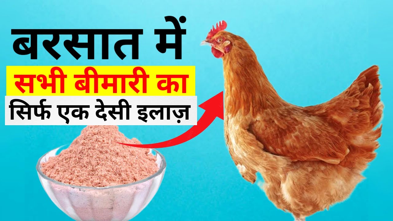 बरसात में सभी बीमारी का सिर्फ एक देसी इलाज़(Murgi Palan) - YouTube