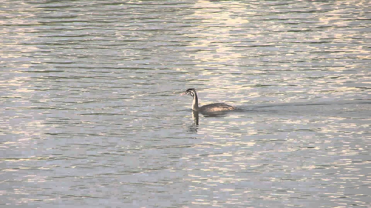 OMG! Suicide drowning bird! - YouTube
