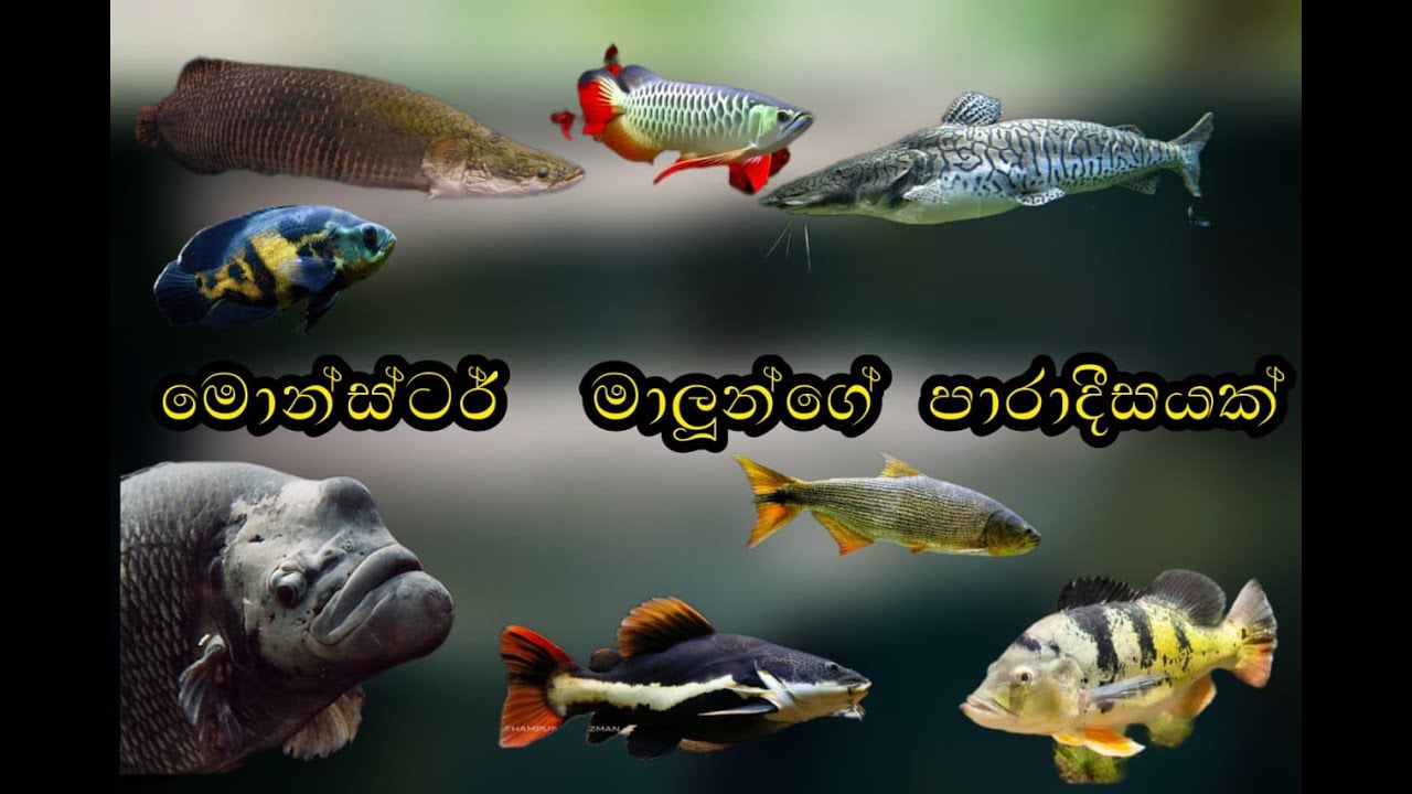 ලංකාවේ ලස්සනම Supiri මොන්ස්ටර් මාලුන්ගේ වීඩියෝ් සෙට් ටිිකක් #hsaquarist ...