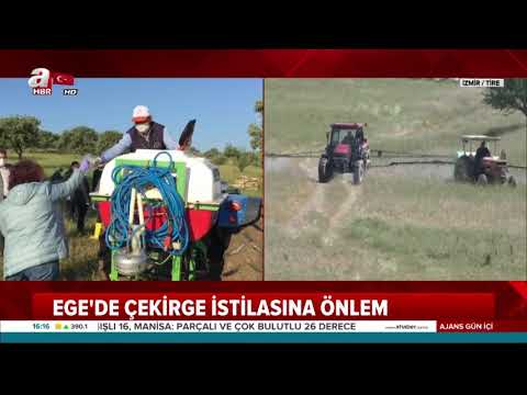 Çekirge İstilası Türkiye'ye Geldi!/ A Haber | A Haber