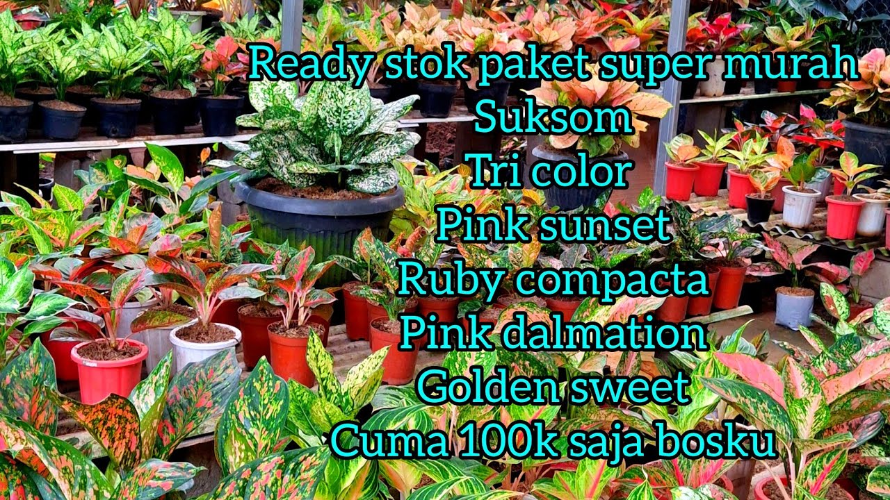 Paket suksom 5pot 100k#tanaman hias - YouTube
