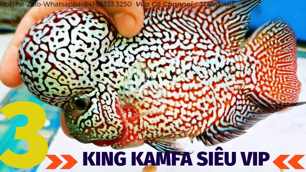 Bộ 3 King Kamfa Siêu Vip Đẹp - Độc (Từ Thái Lan Về Shop JT8kamfa) - YouTube
