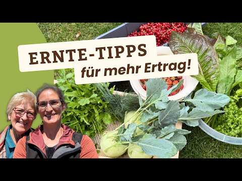 Gemüse, Beeren & Kräuter im Juni: Richtig ernten & verwerten 🌿Ernte-Vlog