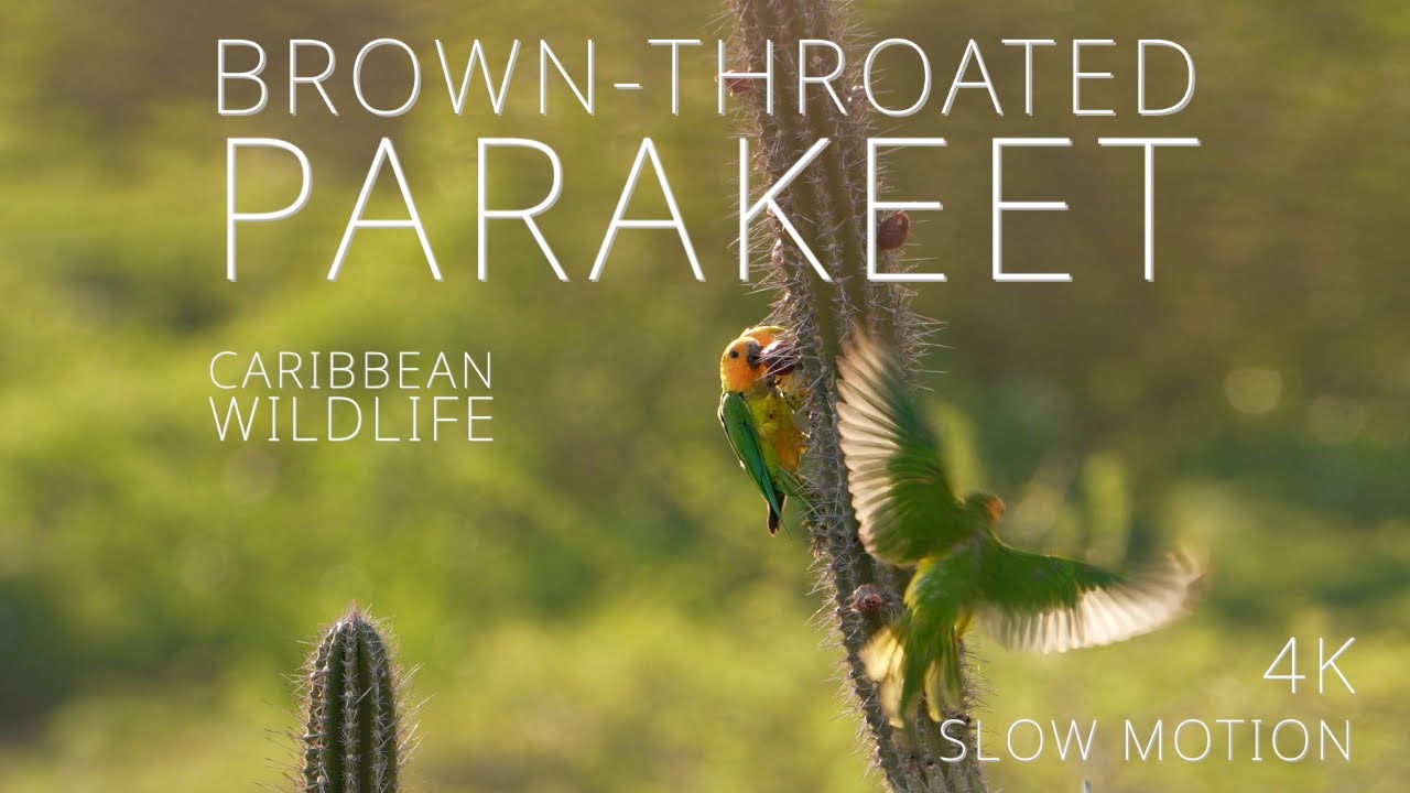 Caribbean Wildlife | special: Brown-Throated Parakeet | a Film in 4K ...