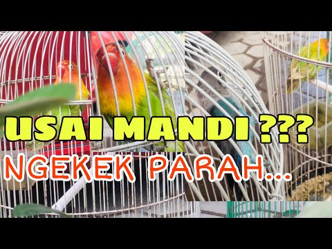 NJIRRR..SELESAI MANDI..SI LOVE BIRD NGEKEK ABIS.. AMBYAR.. MASTERAN PART2