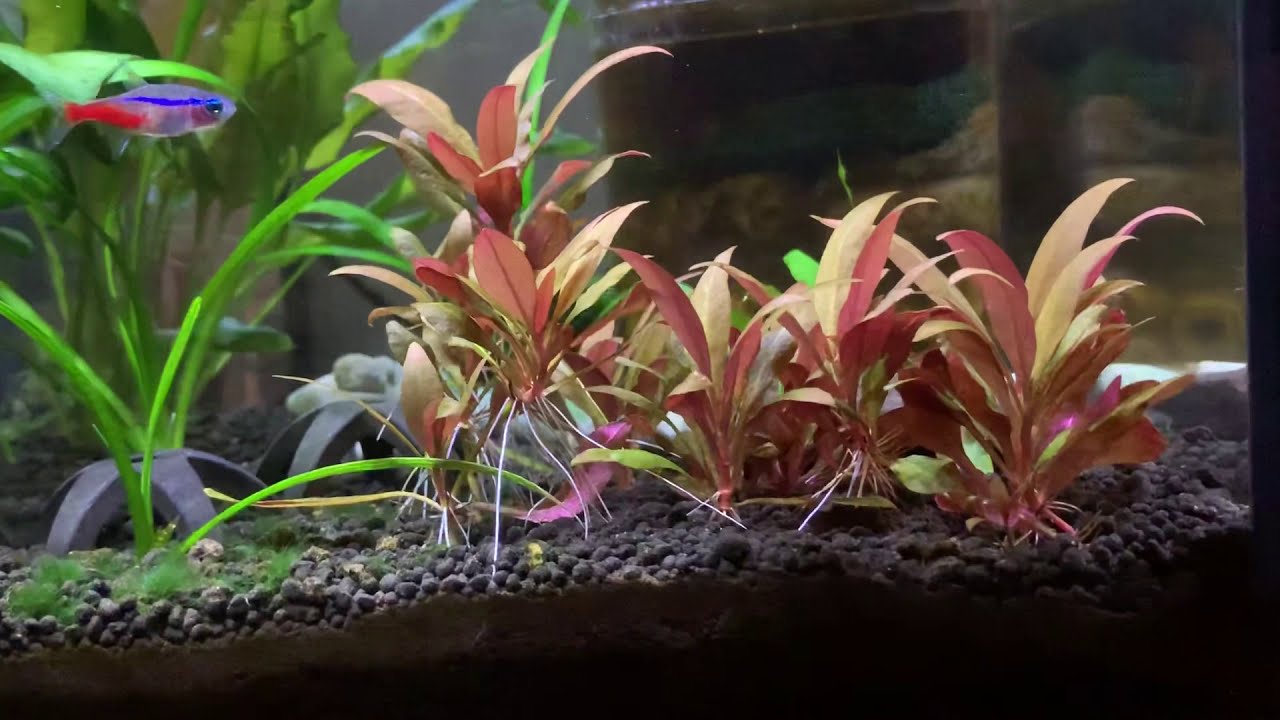 AR Mini Low Tech Day 20 - YouTube