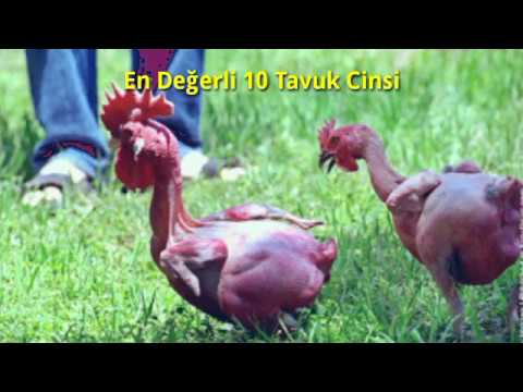 En Değerli 10 Tavuk Cinsi
