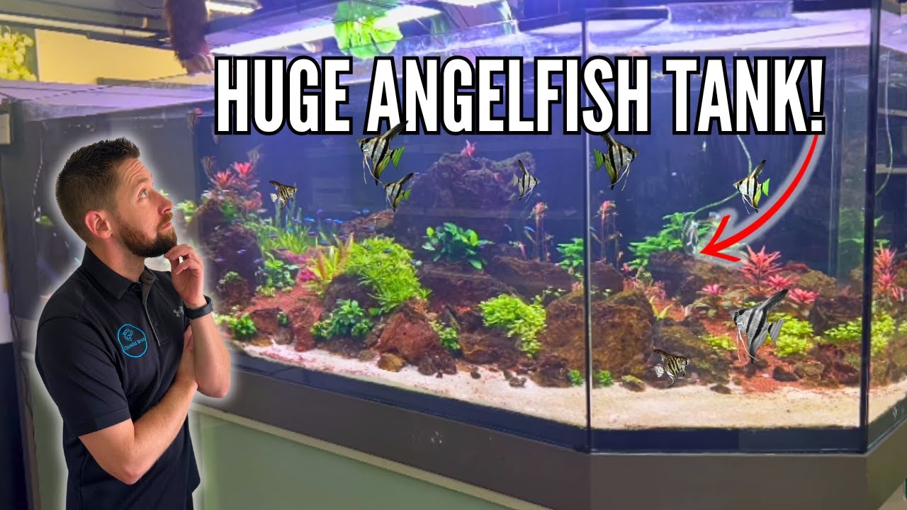1,000L Freshwater Angelfish Aquarium! (Tour) - YouTube