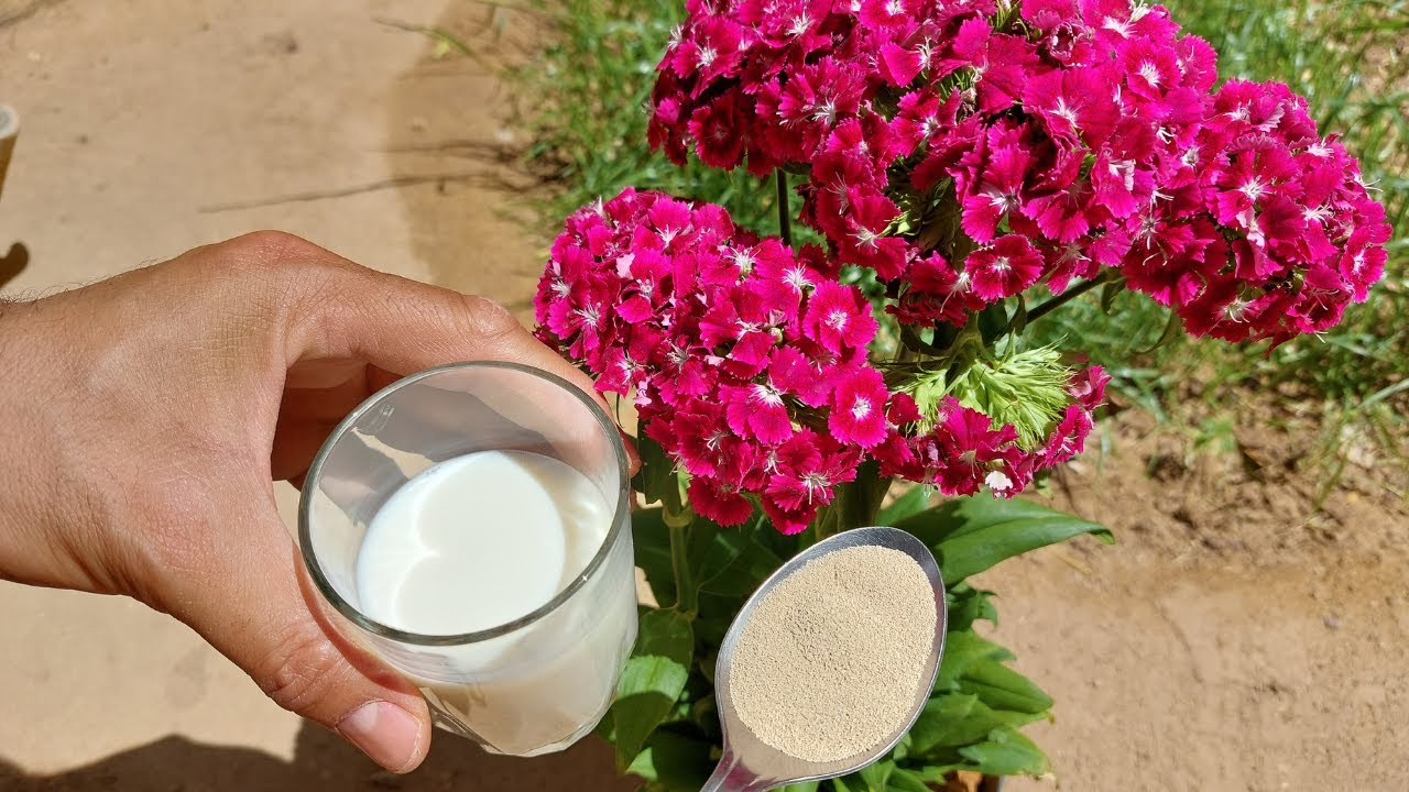 Plants love white fertilizer - YouTube